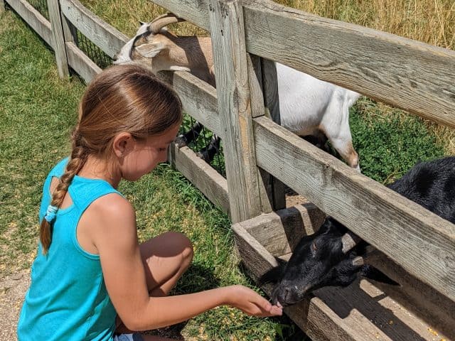 Busy Barns Adventure Farms Spring Babies on the Farm • Lake Country ...